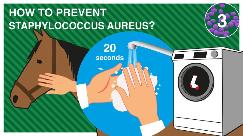 STAPHYLOCOCCUS AUREUS - Pal International